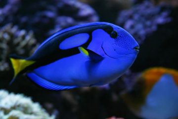 FINDING NEMO – Teach with Movies