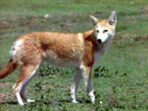 NEVER CRY WOLF – Teach with Movies