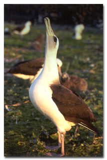 LESSON PLAN ON MIGRATION, NOMADISM, AND DORMANCY – Teach with Movies