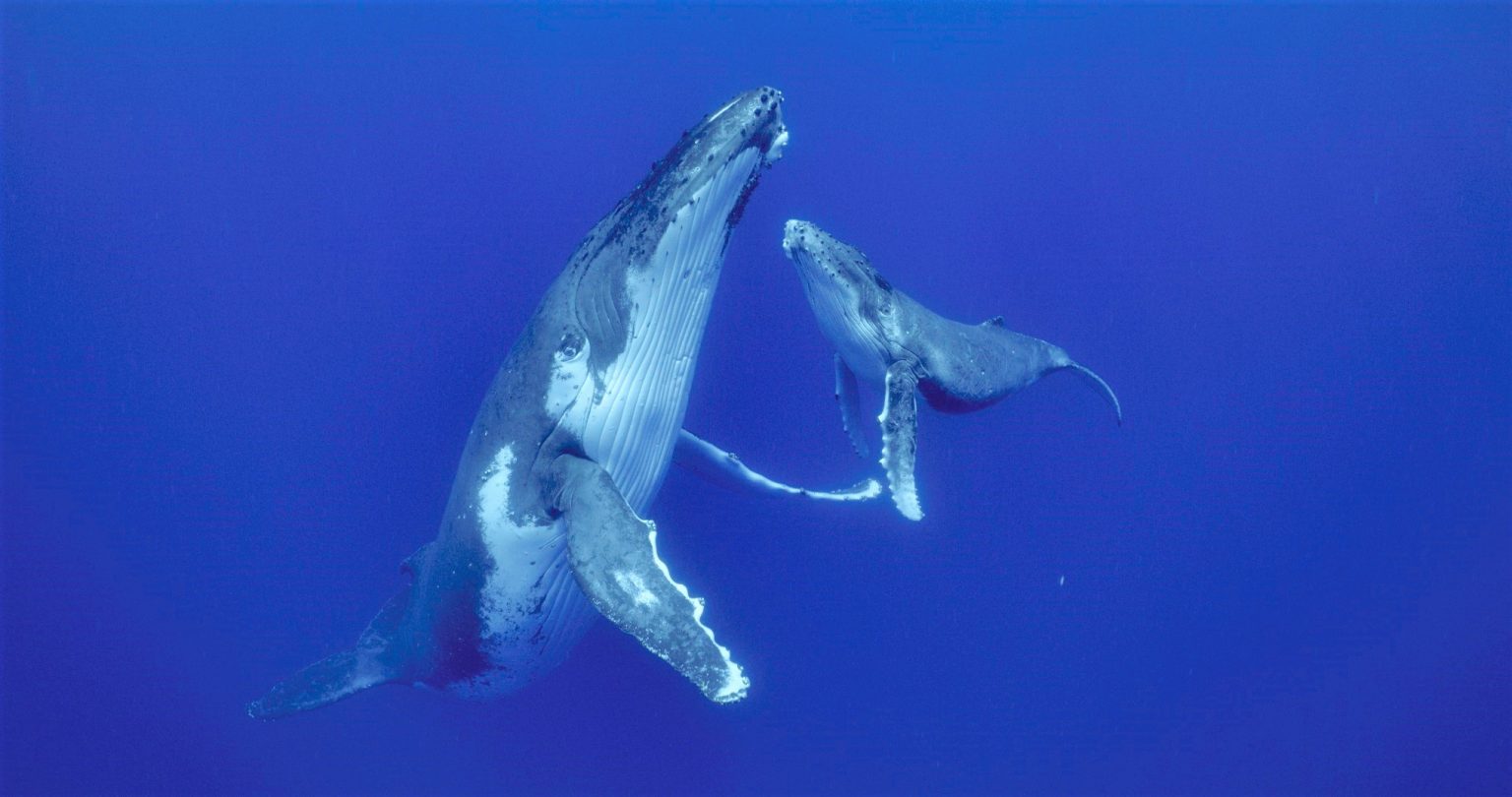 Secrets of the Whales – Teach with Movies