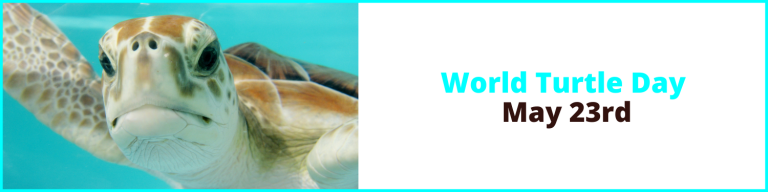 World Turtle Day – Teach with Movies