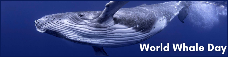 World Whale Day – Teach with Movies